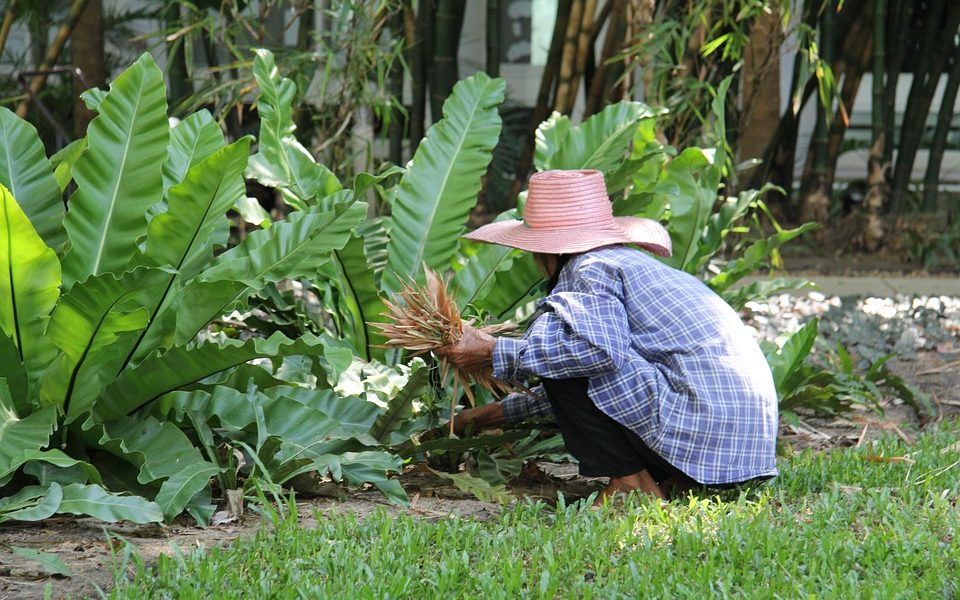 Jasa Tukang Harian Garden Center, Solusi Terbaik untuk Kebutuhan Anda ...